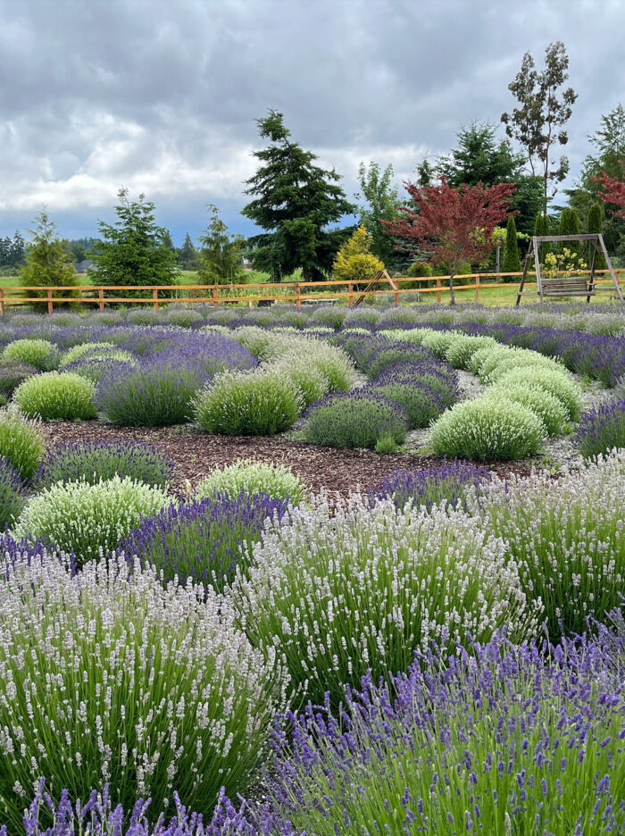 Home - Rain Shadow Lavender Farm