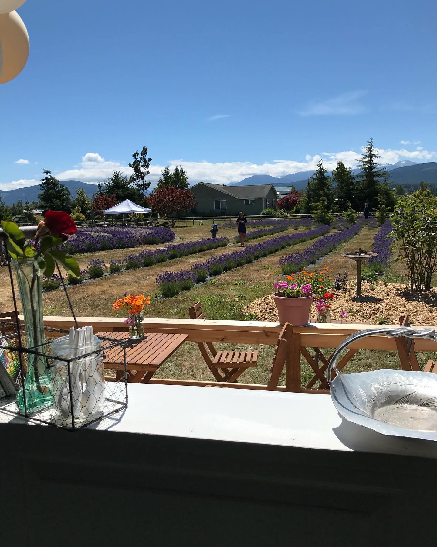 Gallery - Rain Shadow Lavender Farm