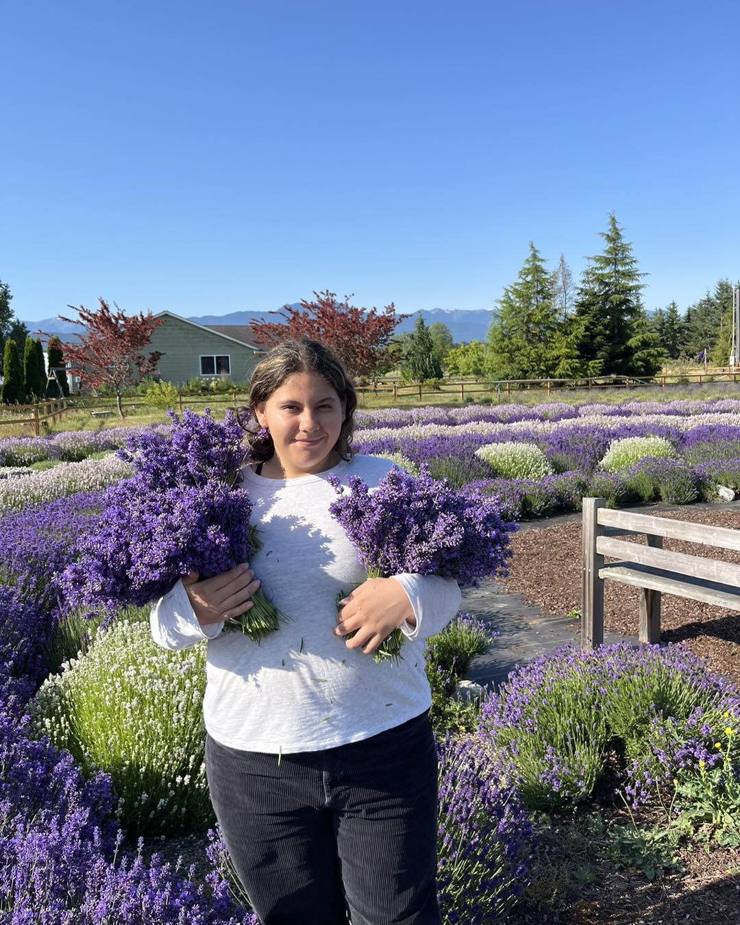 Conversations - Rain Shadow Lavender Farm