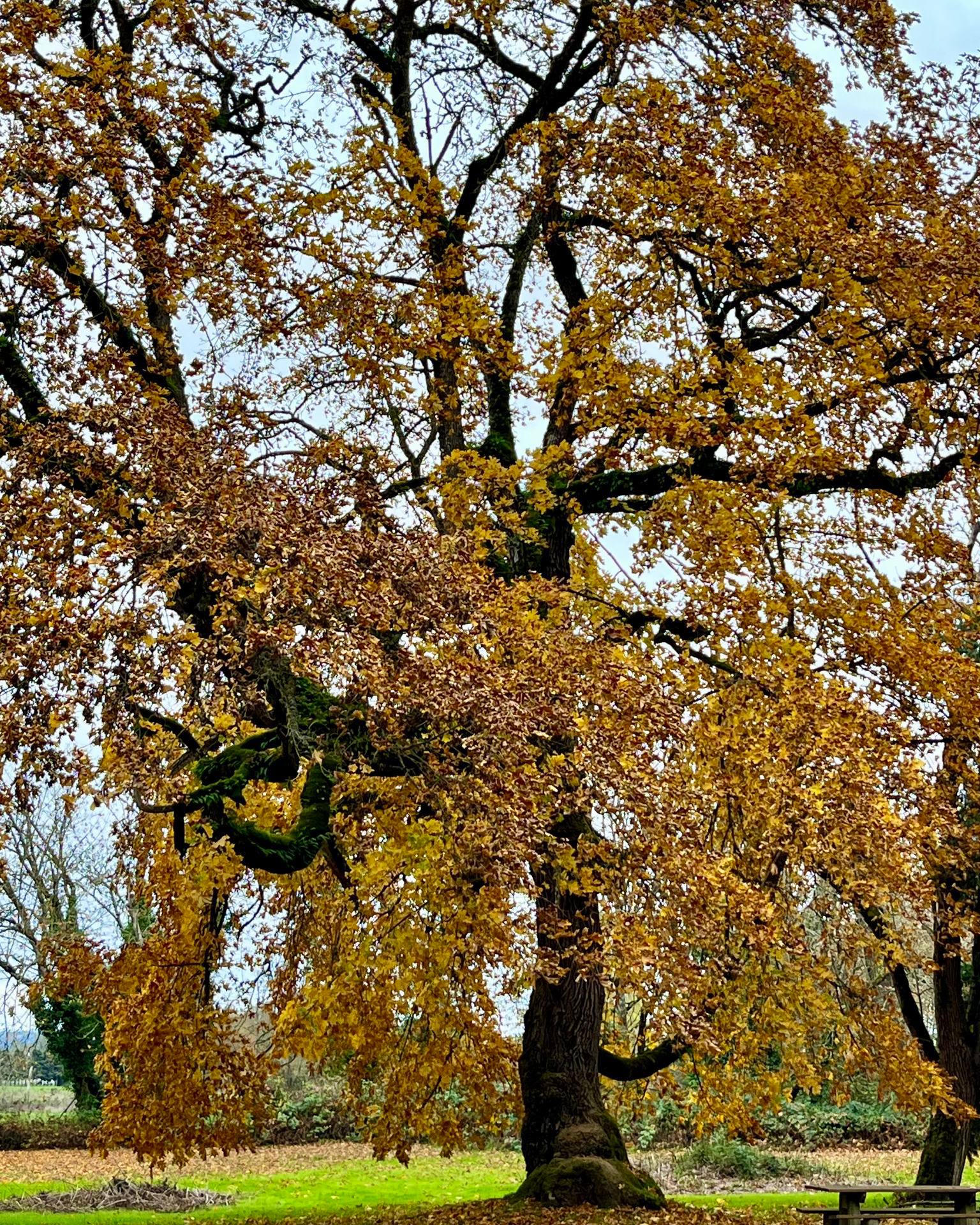 Conversations - Rain Shadow Lavender Farm