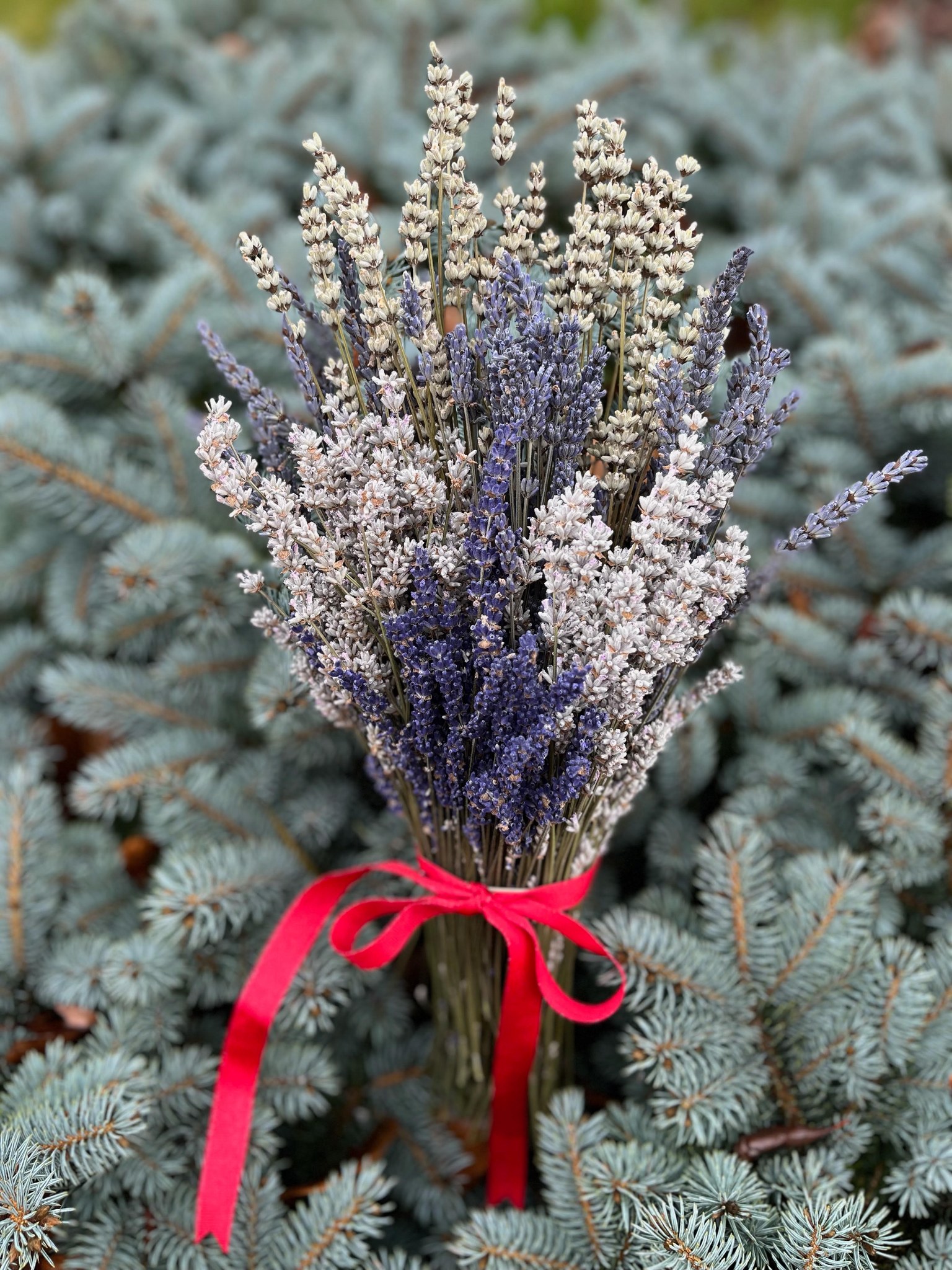 Conversations - Rain Shadow Lavender Farm