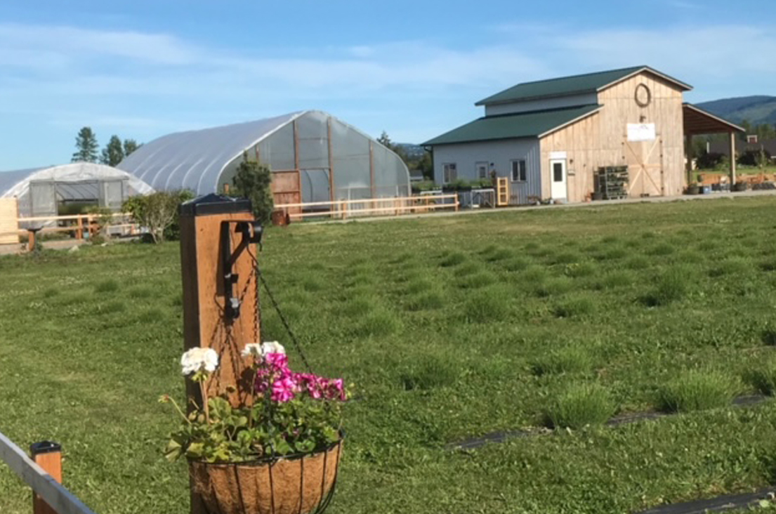 Home - Rain Shadow Lavender Farm