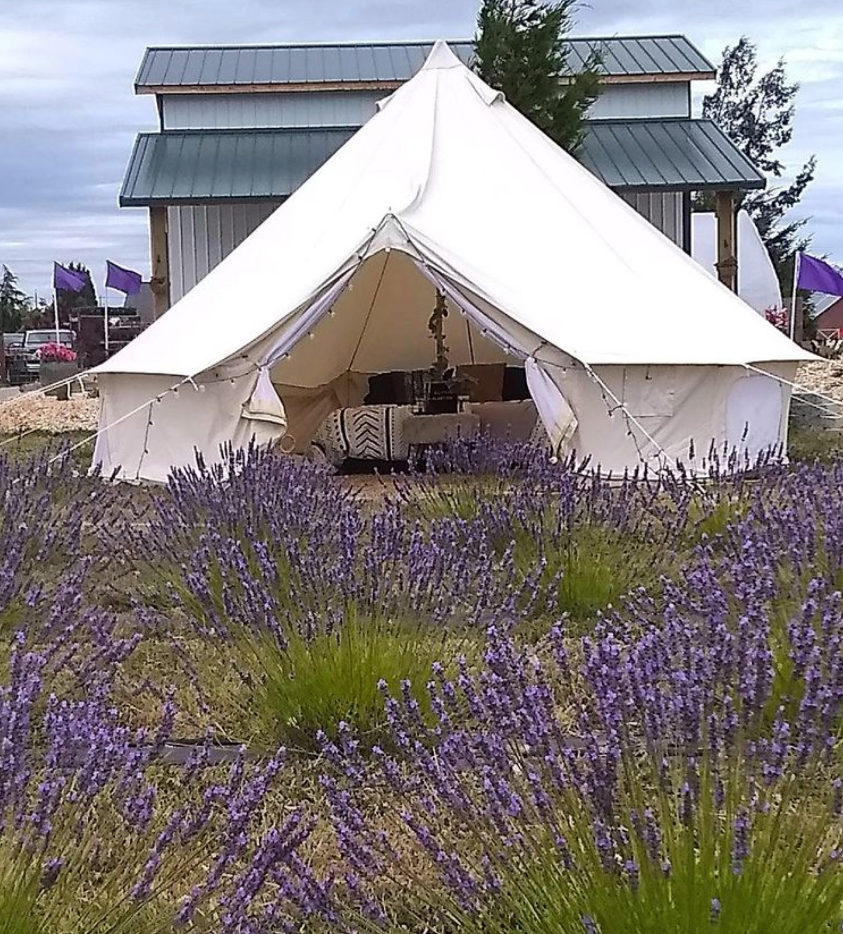 Home - Rain Shadow Lavender Farm